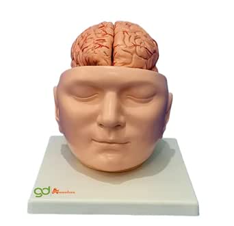 GD ANATOMICALS "Cutting-Edge Magnetic Half-Head Human Brain Model ...