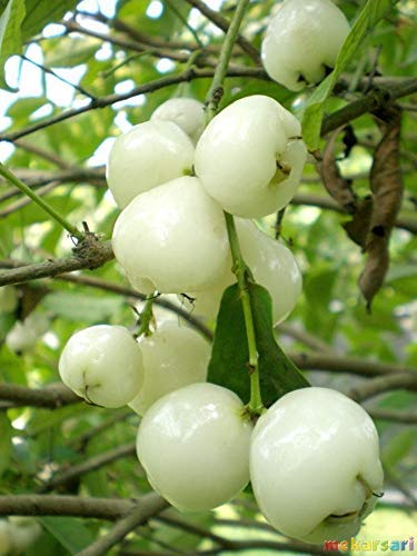 Creative Farmer White Water Apple Wa x Garden Plant(1 Healthy Live ...