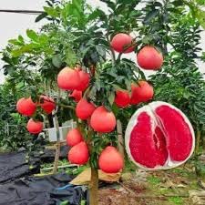 Thai Red Pomelo/Batabi Lebu/Citrus Maxima Lemon Fruit Live Plant ...