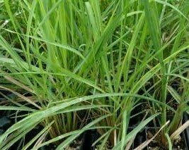 Amazon.com : 6 Florida Moonlight Caladium Bulbs for Planting - Fancy ...