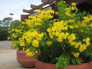 Creative Farmer Ornamental Flowering Tree Ghanti Ful - Yellow Bells ...