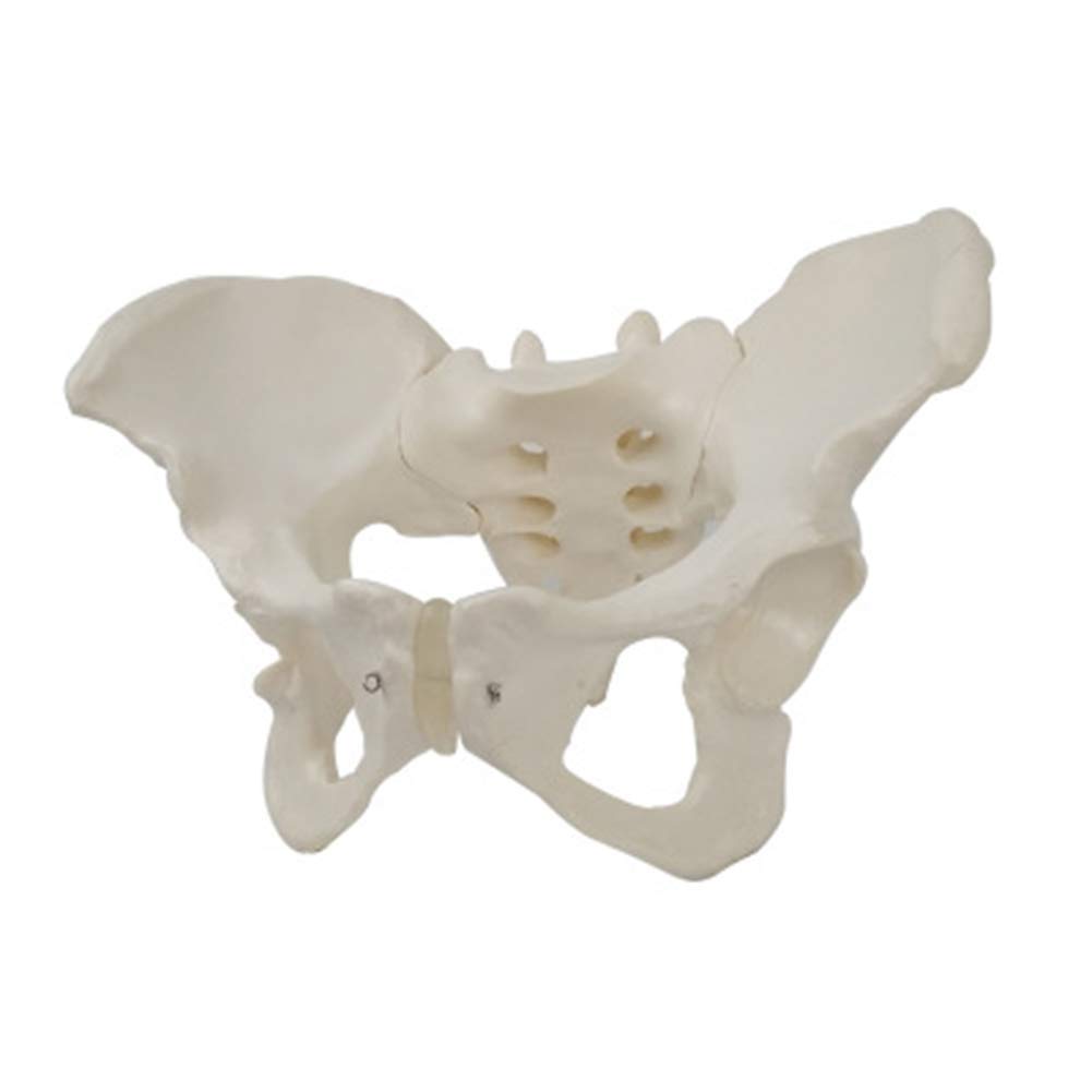 Buy Scientific Skeletal Model of The Female Pelvis | Cast From A Real ...