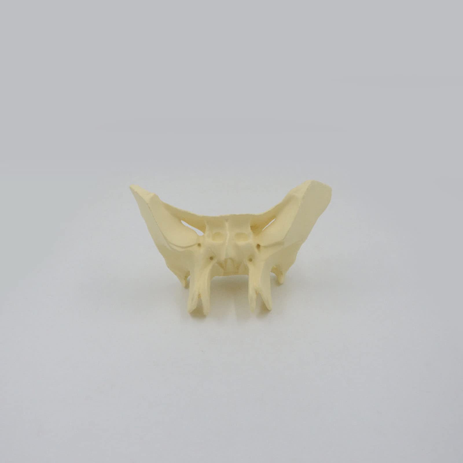 Buy MERAXI Human Sphenoid Model Cast From A Real Human Sphenoid ...