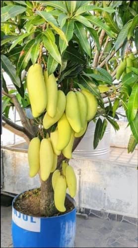 Mohomaya Beautiful Gardening Hybrid Rare Pilipino Mango Live Plant ...
