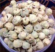 NatureHerbs Cilantro Paneer Doda / Paneer ka Phool / Withania coagulans ...