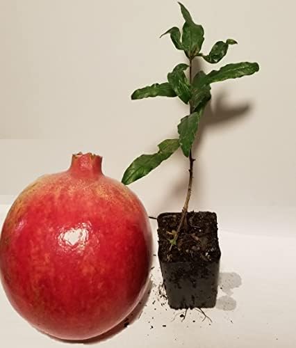 Amazon.com : Wonderful Pomegranate Tree Live Plant, Sweet Pomegranate ...