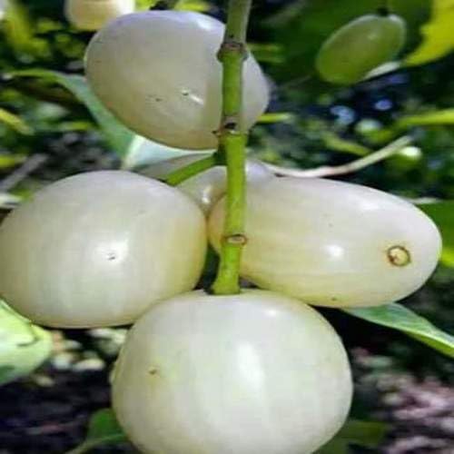 Cloud Farm Rare White Jamun Jambolan Variety Grafted Fruit Live Plant ...