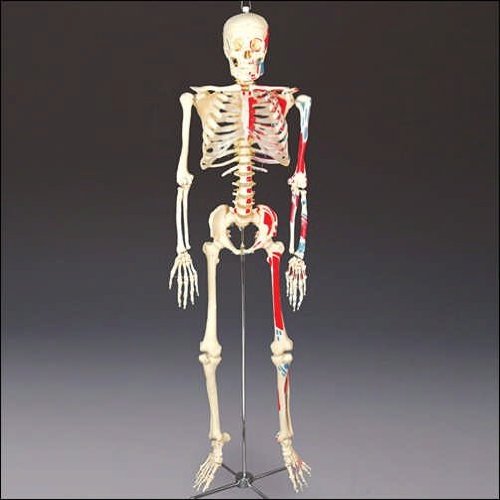 Anatomical Chart Co. - Painted Budget Bucky Skeleton -: Science Lab ...