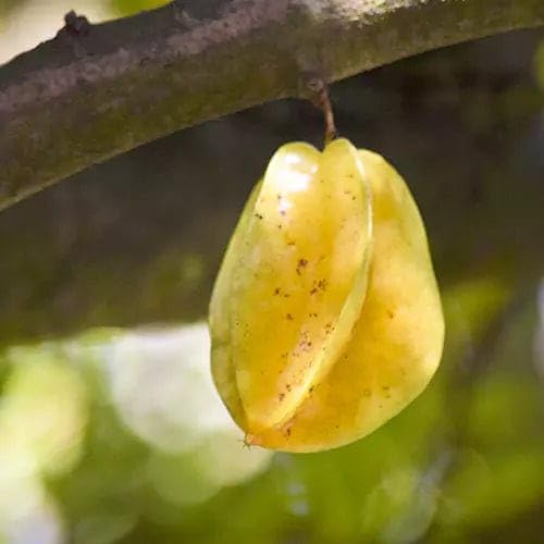 SANJU Star fruit Carambola, Kamranga Grafted plant "Thailand Variety ...