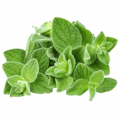 Indian Oregano/Ajwain (Ova) Live Plant | Medicinal Plants : Amazon.in ...