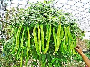 Creative Farmer Vegetable Seeds Four-Angled Bean Seeds - Winged Beans ...