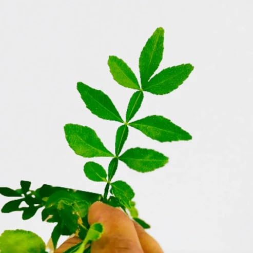 Live Maha Vilvam/Bel Patra Plant – Aegle Marmelos, 20 cm Green Sapling ...