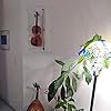 Amazon.com: DisplayGifts Fiddle Ukulele Acoustic Violin Clear-All ...