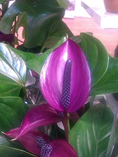 The Plant Paradise Anthurium Violet Tail Flamingo Flower Plant for ...