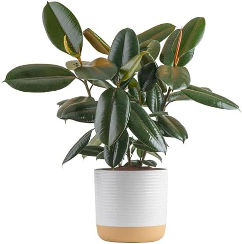 Amazon.com : Costa Farms Money Tree Live Plant, Easy to Grow Houseplant ...