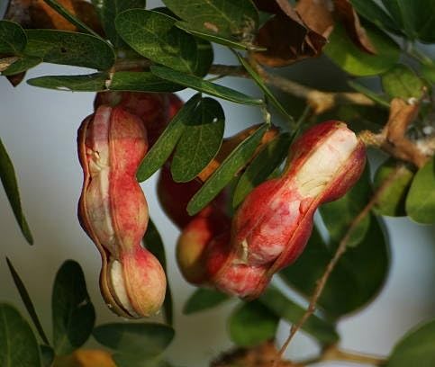 Jungle Jalebi Fruit Seed (Manila Tamarind, Madras Thorn) Plant Seeds ...