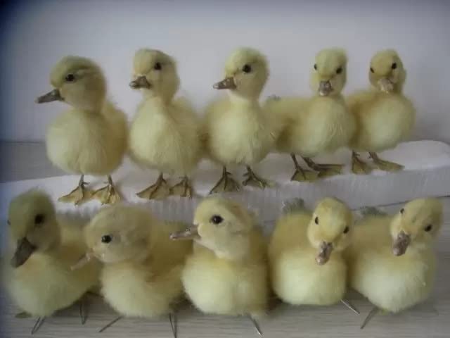 Real Yellow Ducks