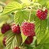 Raspberry Plants, 'Cascade Delight', 1 x Full Plant in a 2 Litre Pot ...