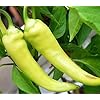 Amazon.com : Bounty Sweet Pepper Seeds Hybrid F1 - Excellent Processing ...