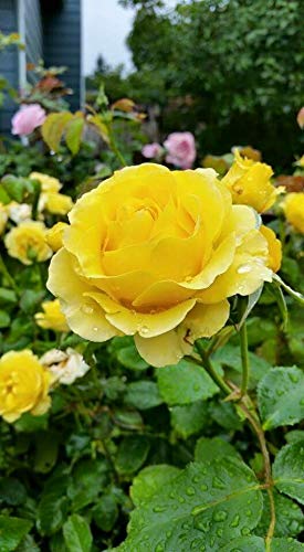 Royal Paradise Garden"Lemon Yellow" Rose Flower Plant Home Garden Plant ...