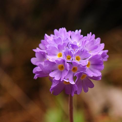 Primeln Winterhart Mehrjährig – Die 15 besten Produkte im Vergleich ...