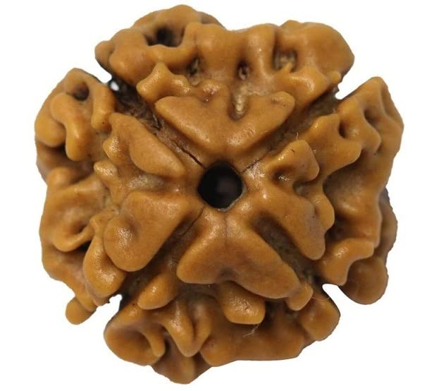 USPTO Char Mukhi Rudraksha Original Certified Naturally Grown 4 मुखी ...