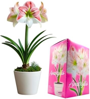 Amazon.com : Amaryllis Grow Kit - Pre Potted Amaryllis Bulb in Gift Box ...