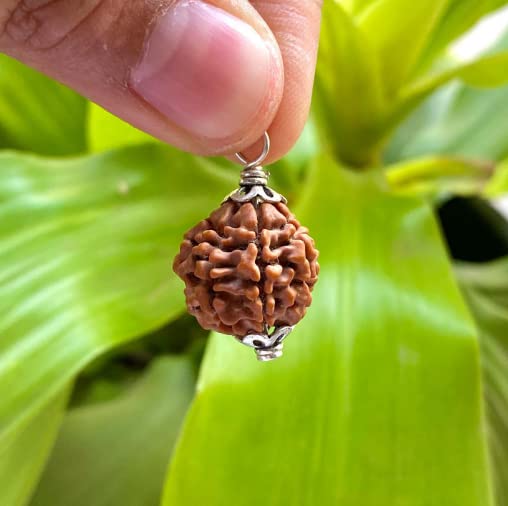 Venus Gems Gallery Natural 1 Mukhi Round Rudraksha Original Certified ...