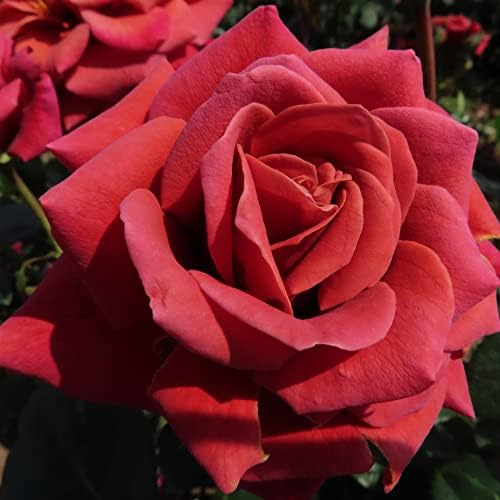 Harry's Rose - 5.5lt Potted Hybrid Tea Garden Rose Bush - Fragrant Deep ...