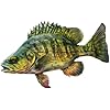 Amazon.com: Fish Wall Decals - Brown Trout, Walleye, Yellow Perch ...
