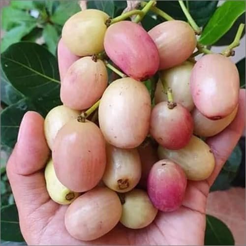 Cloud Farm Special Original Sweet Thai White Jamun Plant (GRAFTED) Sada Jam, Pack Of 1 Healthy ...