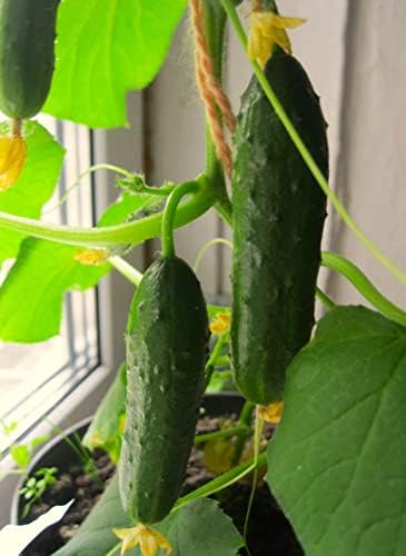 Amazon.com : Indoor Cucumber F1 Self-Pollinating 10 Seeds : Patio, Lawn ...