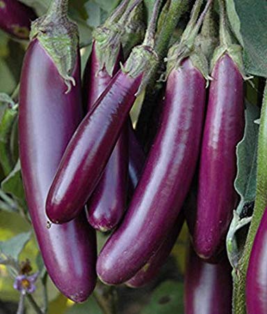IndianAgro Brinjal Long Purple Variety Seeds - Hybrid Vegetable Bigan ...