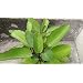 Modern Plants Live Ranapala Plant / Kidney Stone Live Plant / Air Plant ...