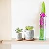 Amazon.com: Lasimfa Funny Succulents Plant Pots, Set of 2, Small ...