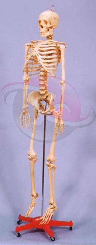 Articulated Human Skeleton Model with Stand, 5 Feet (White Paint ...