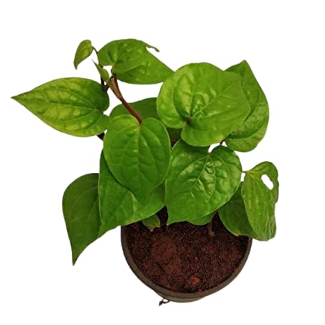 MANISHA'S DAFFODILS ORGANIC AYURVEDIC DESI BETEL LEAF TAMALAPAKU PAN ...