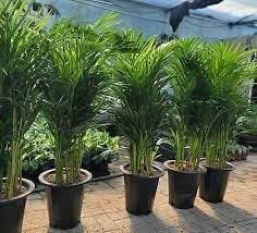 Big oxygen plants for home indoor,areca palm plant (Pack of 2) : Amazon ...