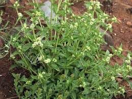 Rare Seeds »Lippia javanica - Tea Plants - 3 Fresh Seeds : Amazon.co.uk ...