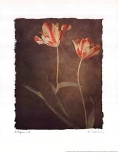 Amazon.com: Allegria Iii - Poster by Amy Melious (11 x 14): Prints ...