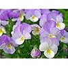 Amazon.com : Garden Plant Seed Flower Seed Pansy Masterpiece Rococo Mix ...