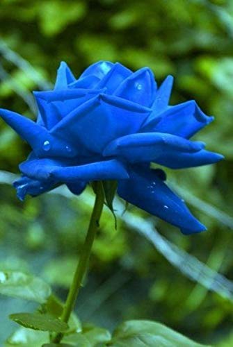 Royal Paradise Garden"Ocean Blue" Rose Flower Plant Home Garden Plant 1 ...