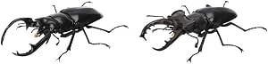 Amazon.co.jp: [Set of 2] Ikimono Encyclopedia Kuwagata 07 (West Woody ...