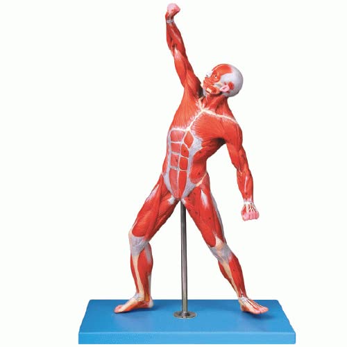 Buy Muscles of Human Male Model Muscle Anatomy Quarter of Life Size ...