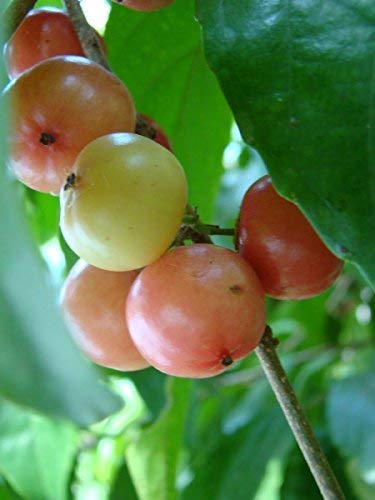 Creative Farmer Flacourtia Jangomas Tropical Rare Fruit Live Plant ...