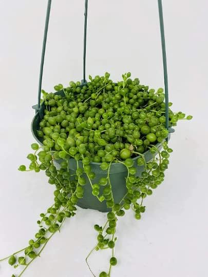 Amazon.com : String of Pearls in 6 inch Hanging Pot -Live Plants ...