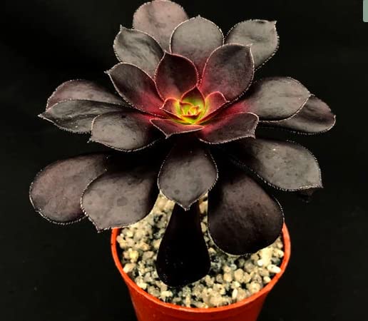 Aeonium ‘Blood’ Succulent Cactus Plant seeds : Amazon.in: Garden & Outdoors