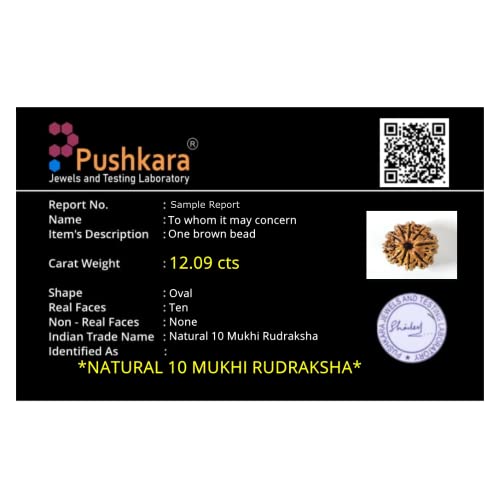 Buy PUSHKARA Natural 10 MUKHI RUDRAKSHA Certified - Nepal | Brown ...