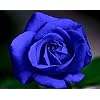 Imported Rare Blue Climbing Rose Plant Live : Amazon.in: Garden & Outdoors
