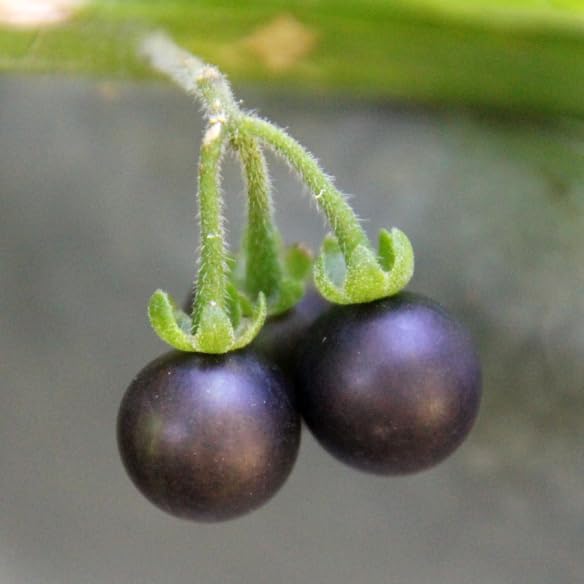 GARDENOPOLIS - Solanum Nigrum/Kali Makoi Plant - Well Grown Big Size ...